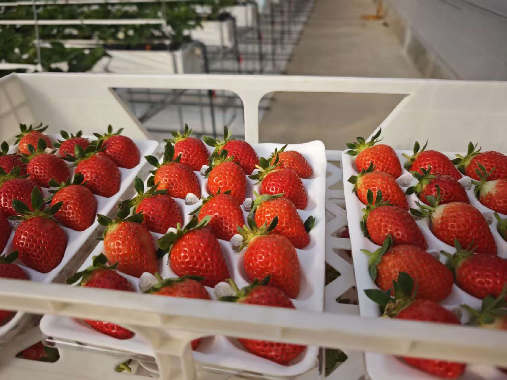 科学管理赋能，立深草莓迎品种销量双丰收